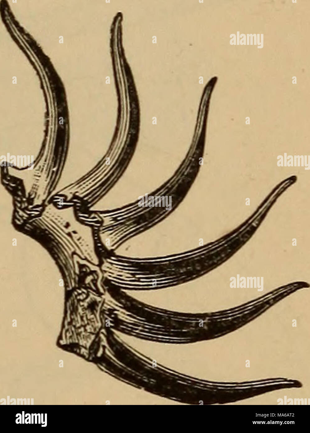 . Elements of geology : a text-book for colleges and for the general ...