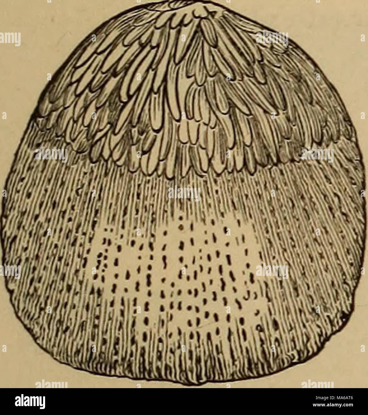 . Elements of geology : a text-book for colleges and for the general ...