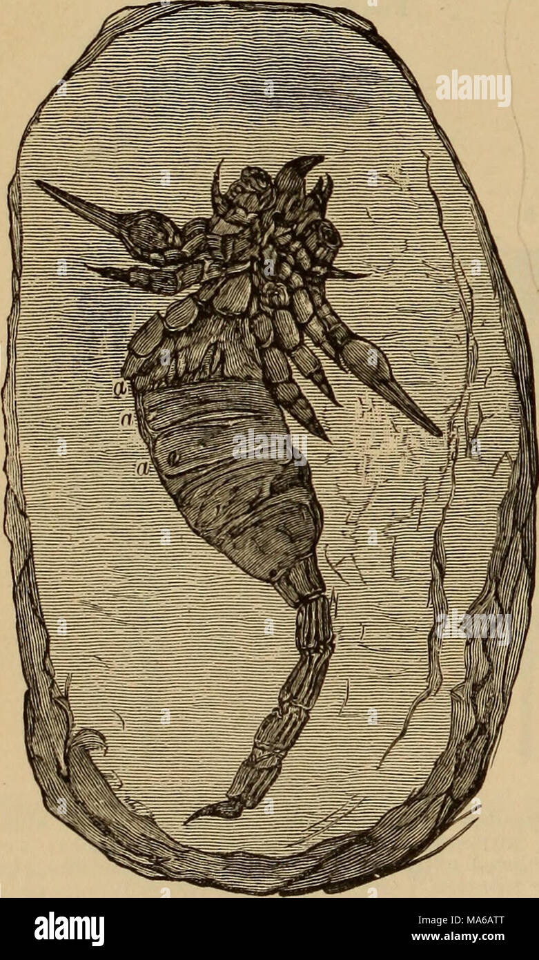 . Elements of geology : a text-book for colleges and for the general ...