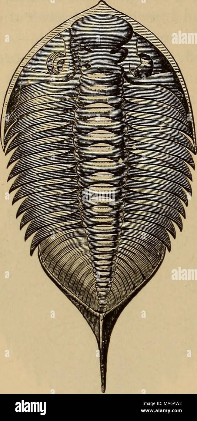 . Elements of geology : a text-book for colleges and for the general ...
