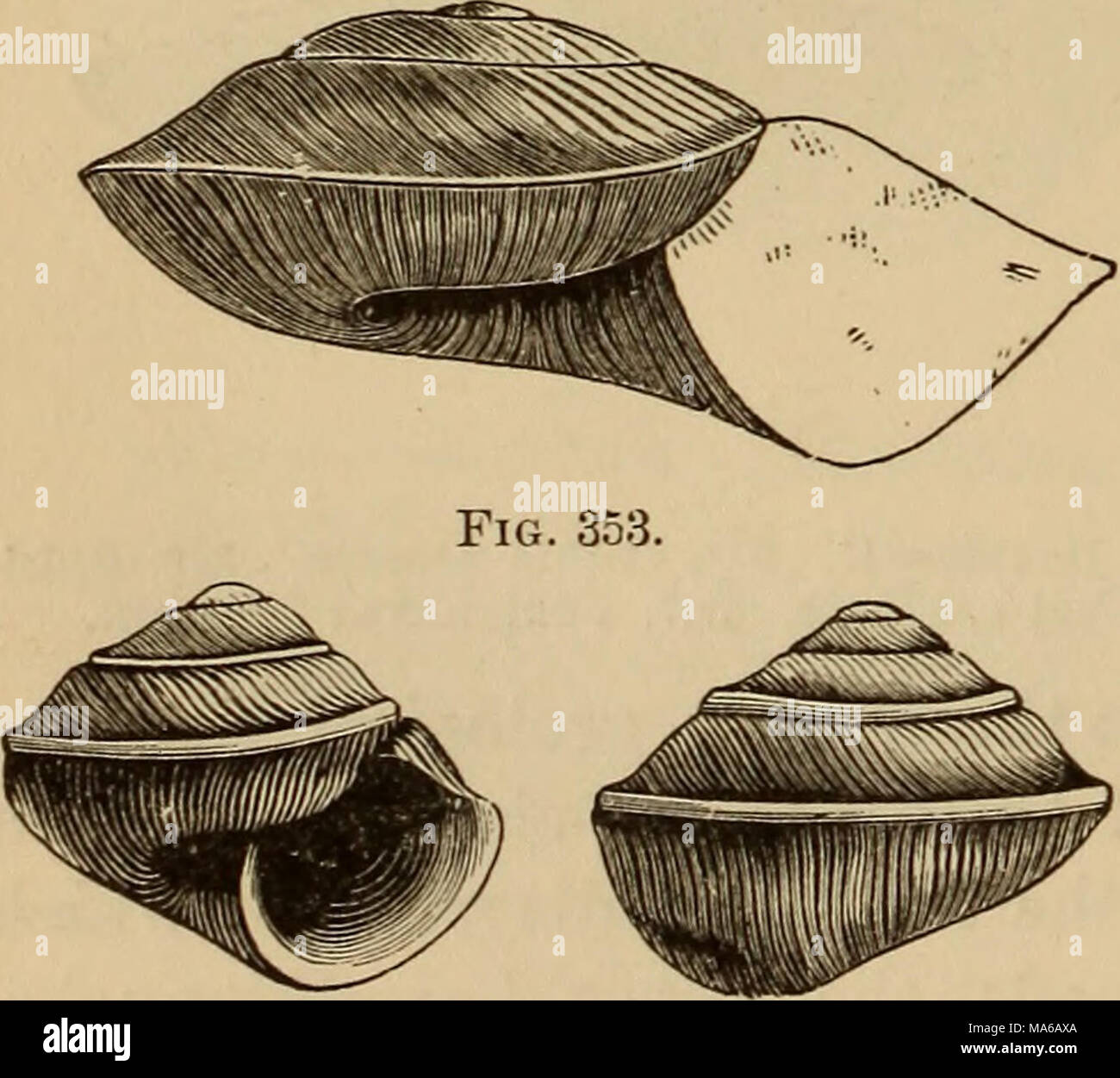 . Elements of geology : a text-book for colleges and for the general ...