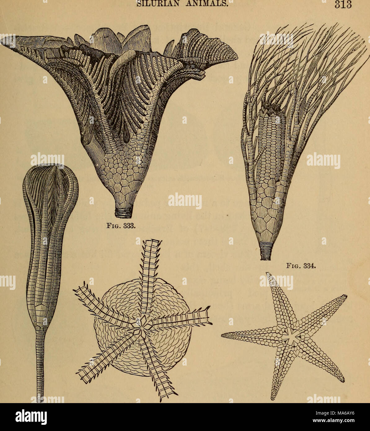 . Elements of geology : a text-book for colleges and for the general ...