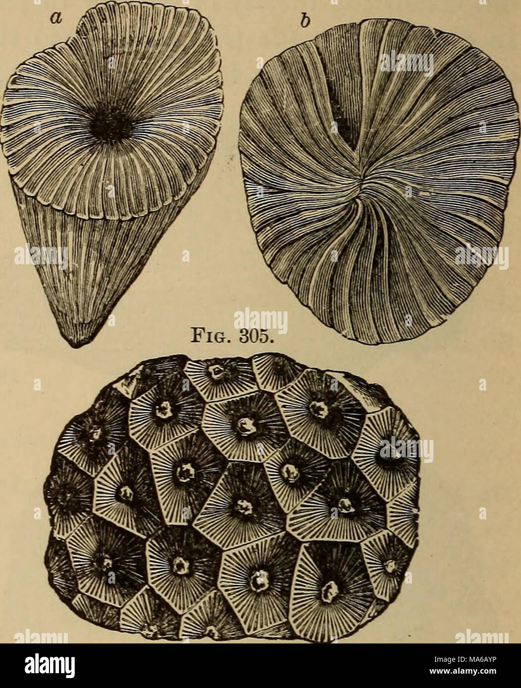 . Elements of geology : a text-book for colleges and for the general ...