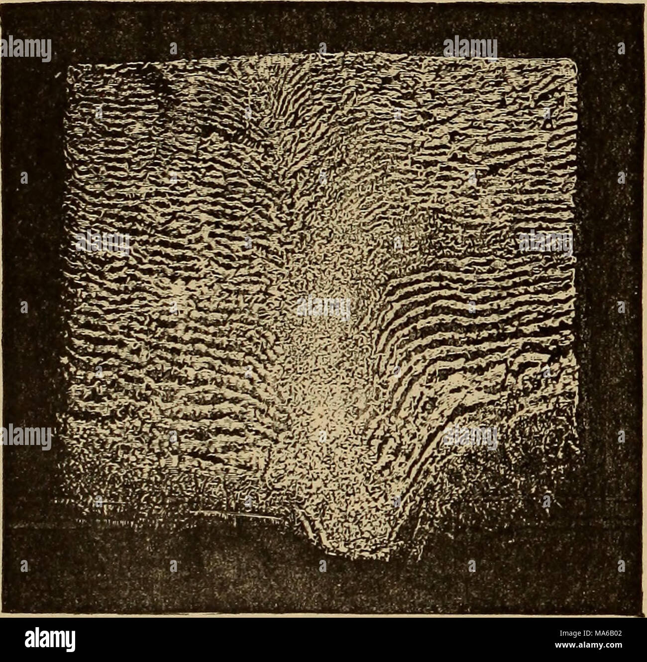 . Elements of geology : a text-book for colleges and for the general ...
