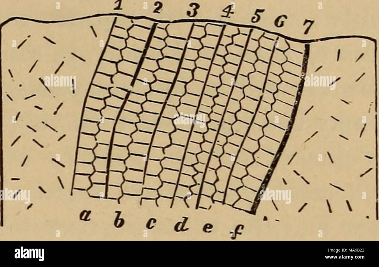 . Elements of geology : a text-book for colleges and for the general ...