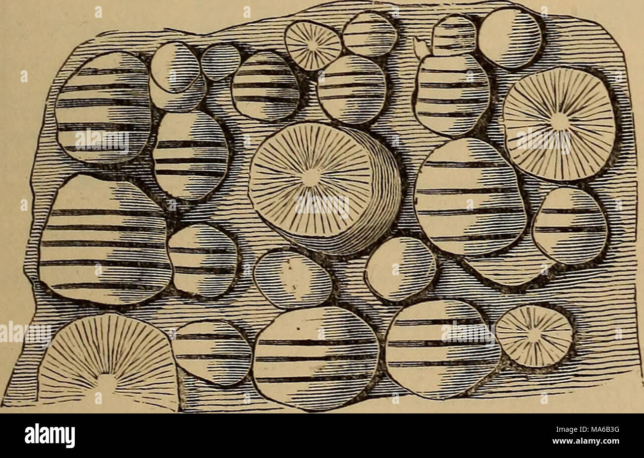 . Elements of geology : a text-book for colleges and for the general ...