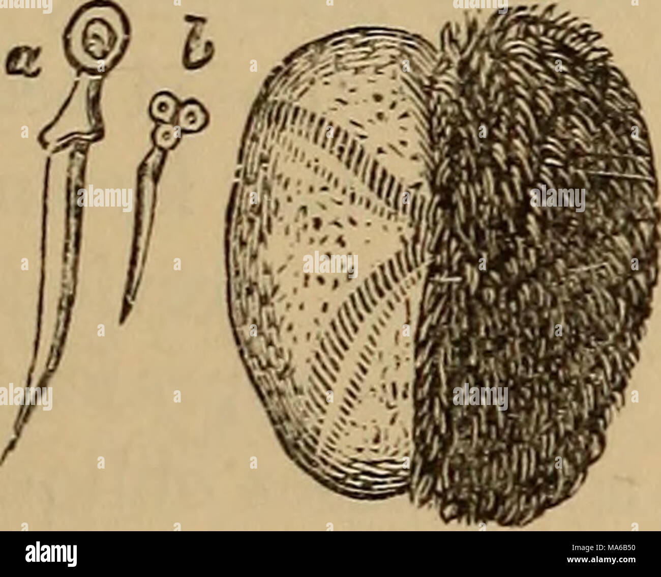 . Elements of geology : a text-book for colleges and for the general ...