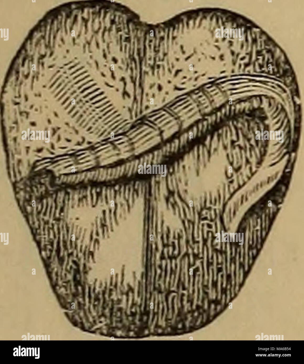 . Elements of geology : a text-book for colleges and for the general ...