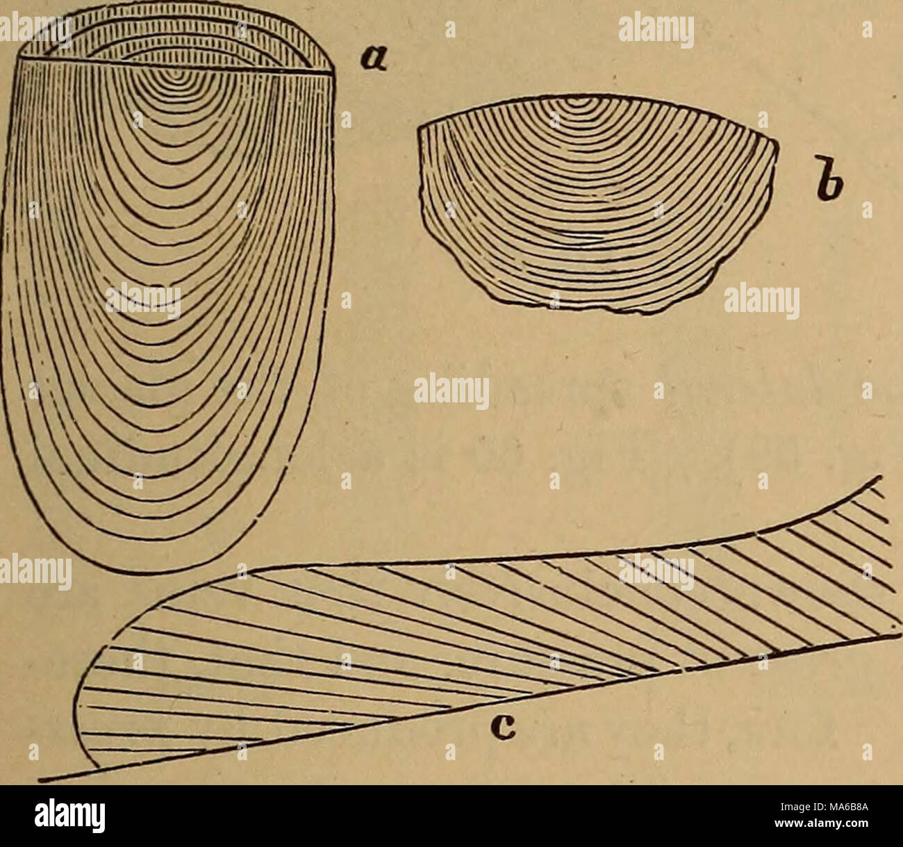 . Elements of geology : a text-book for colleges and for the general ...