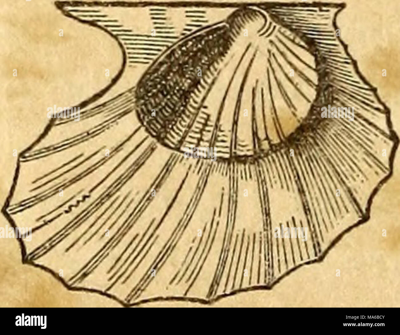 . Elements of geology Stock Photo - Alamy