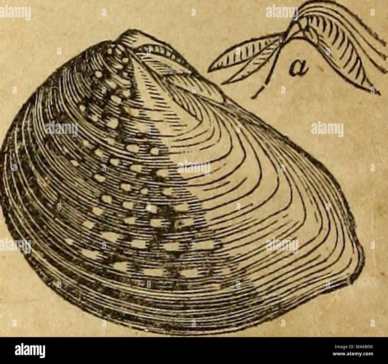 . Elements of geology Stock Photo - Alamy