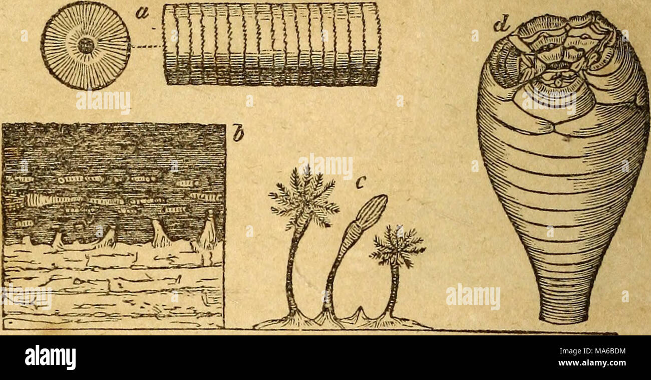 . Elements of geology Stock Photo - Alamy
