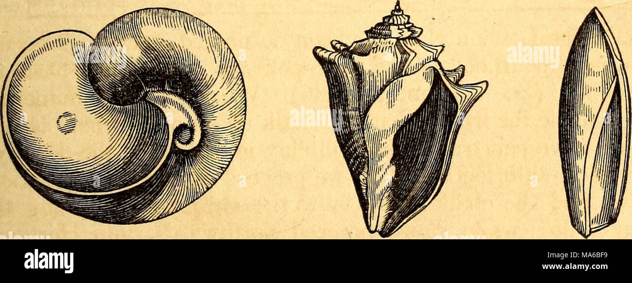 . Elements of geology Stock Photo - Alamy