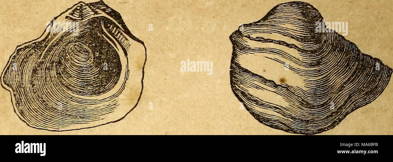 . Elements of geology Stock Photo - Alamy