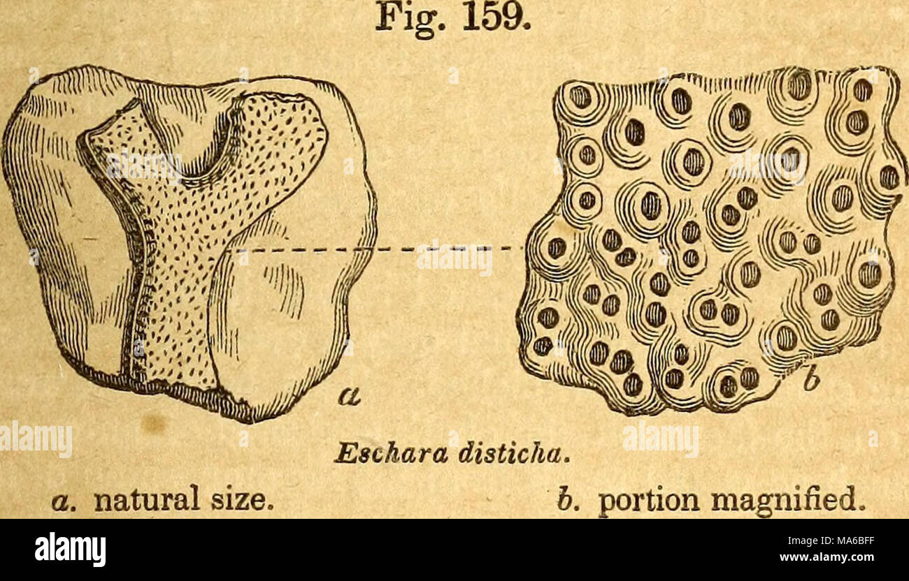 . Elements of geology Stock Photo - Alamy