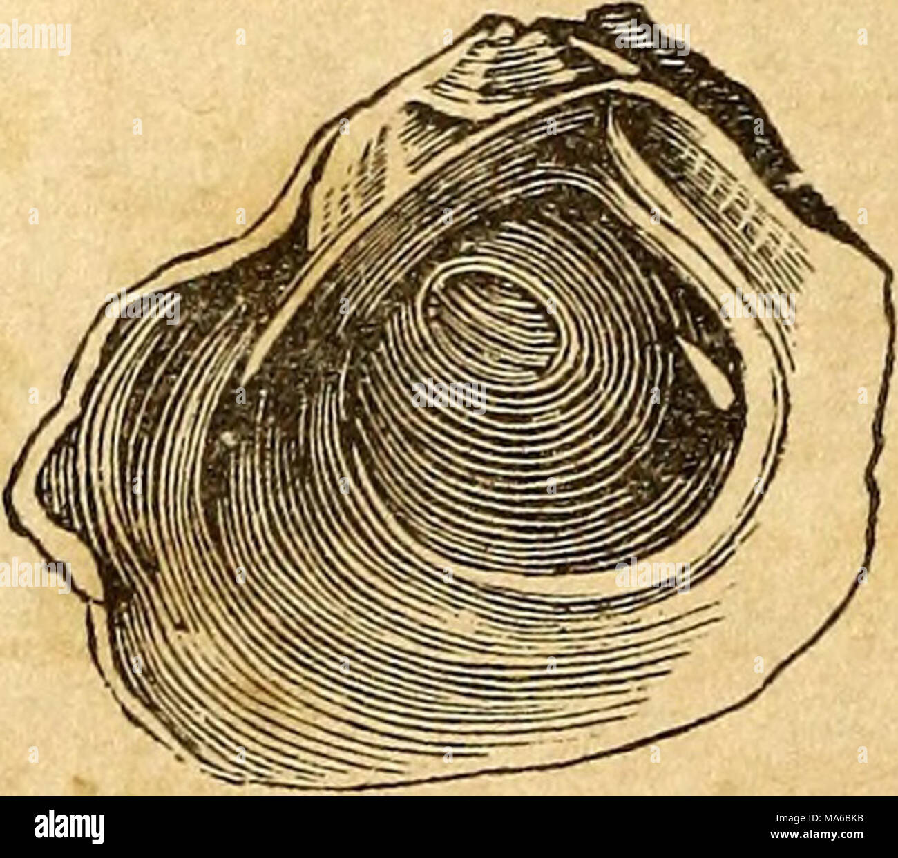 . Elements of geology Stock Photo - Alamy