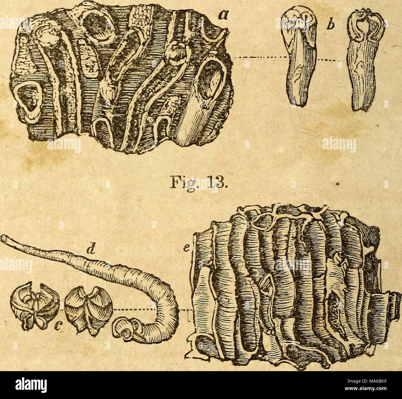 . Elements of geology Stock Photo - Alamy