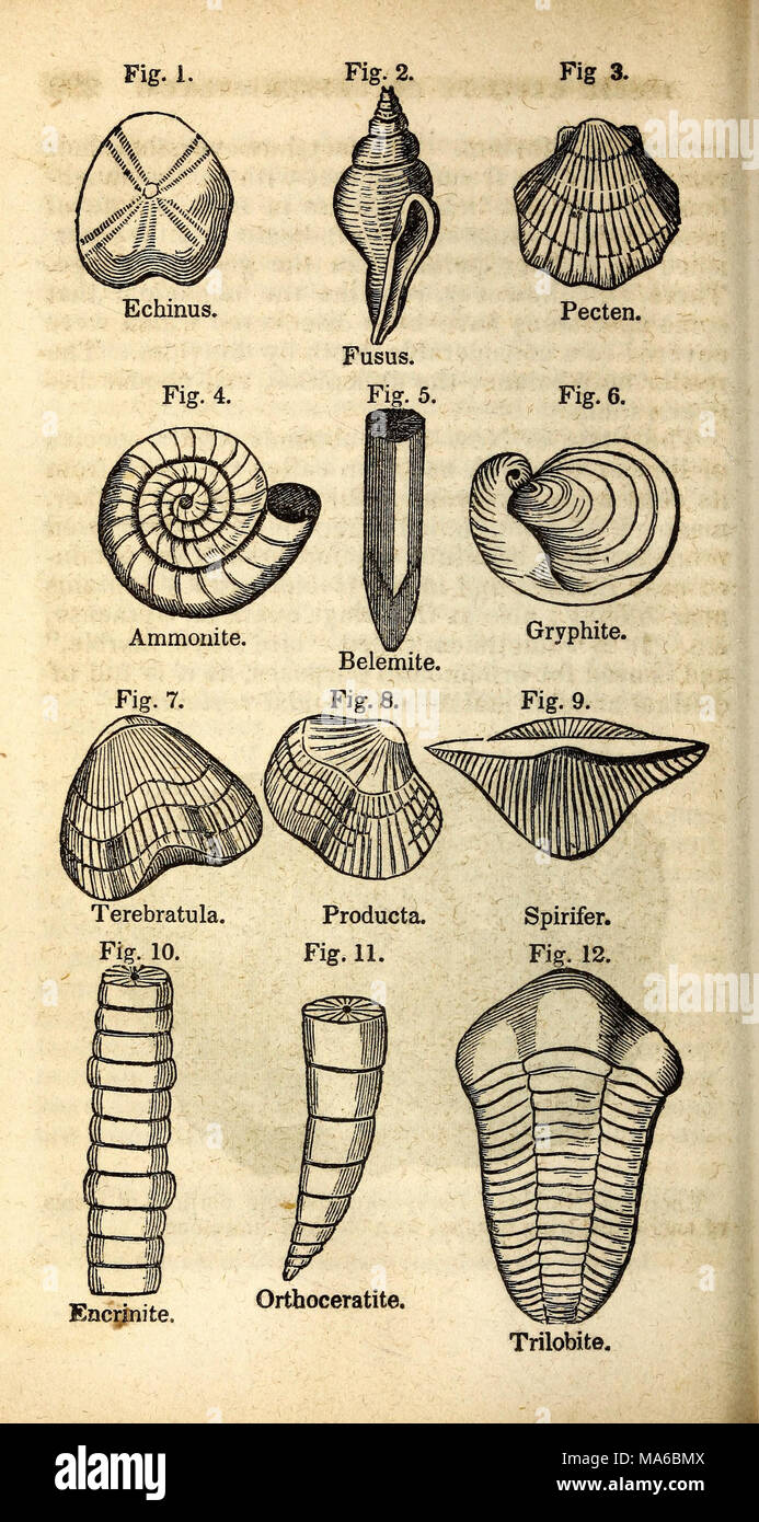 . The elements of geology, for popular use : containing a description ...