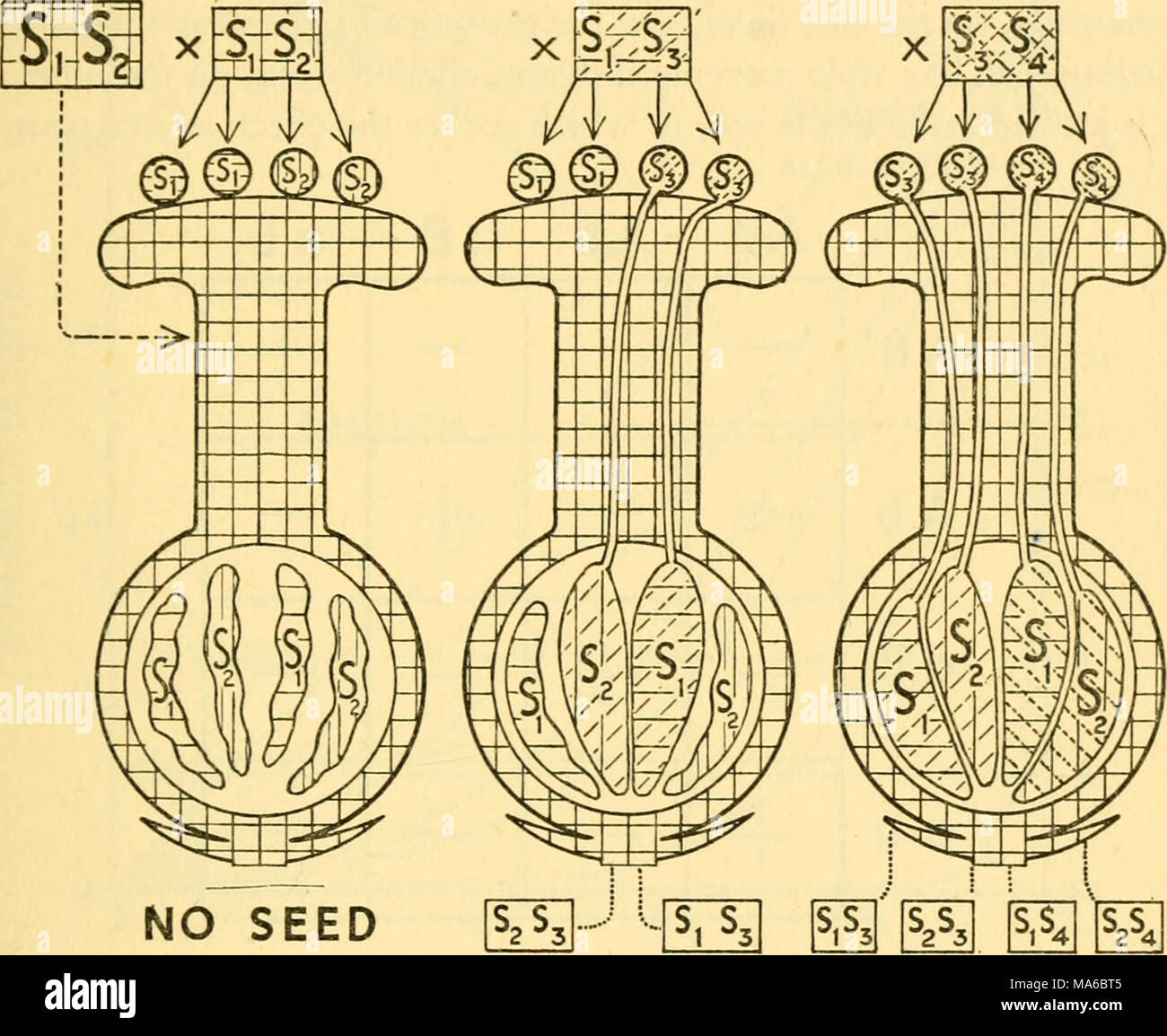 . The elements of genetics Stock Photo - Alamy