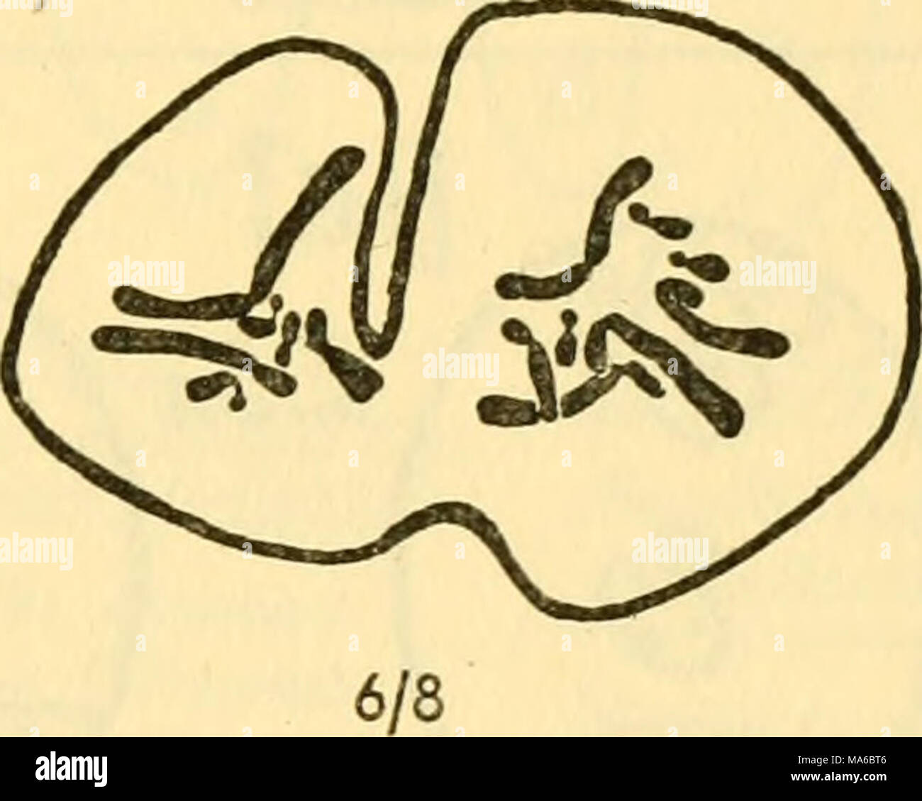 . The elements of genetics Stock Photo - Alamy