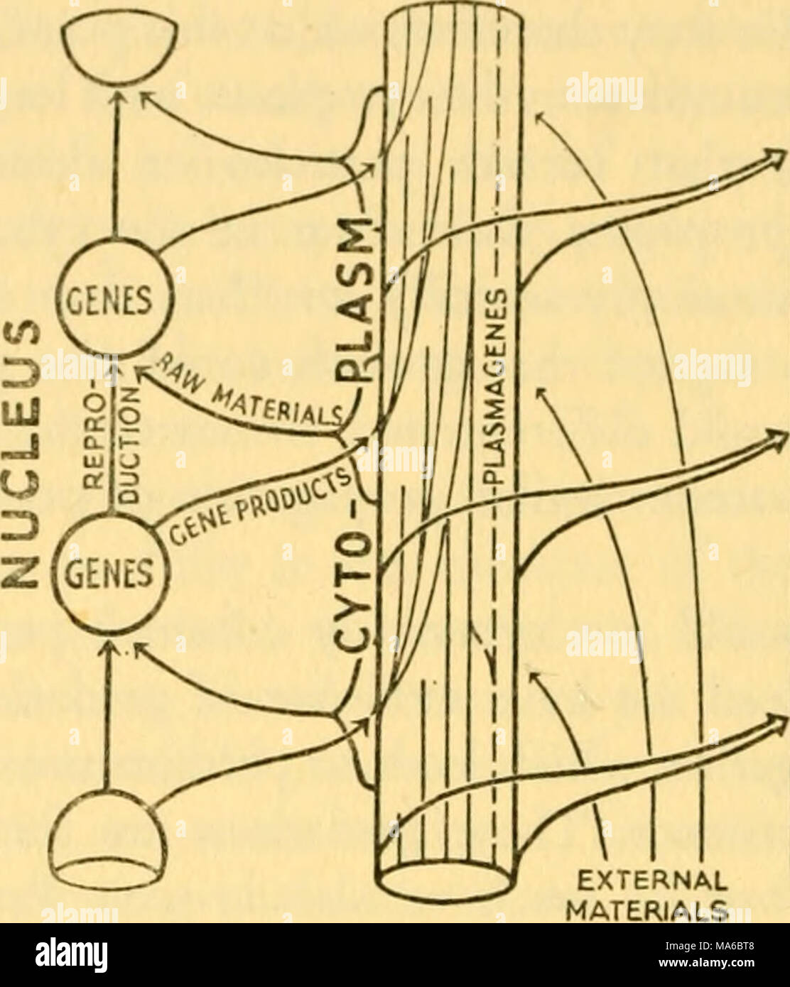 . The elements of genetics Stock Photo - Alamy