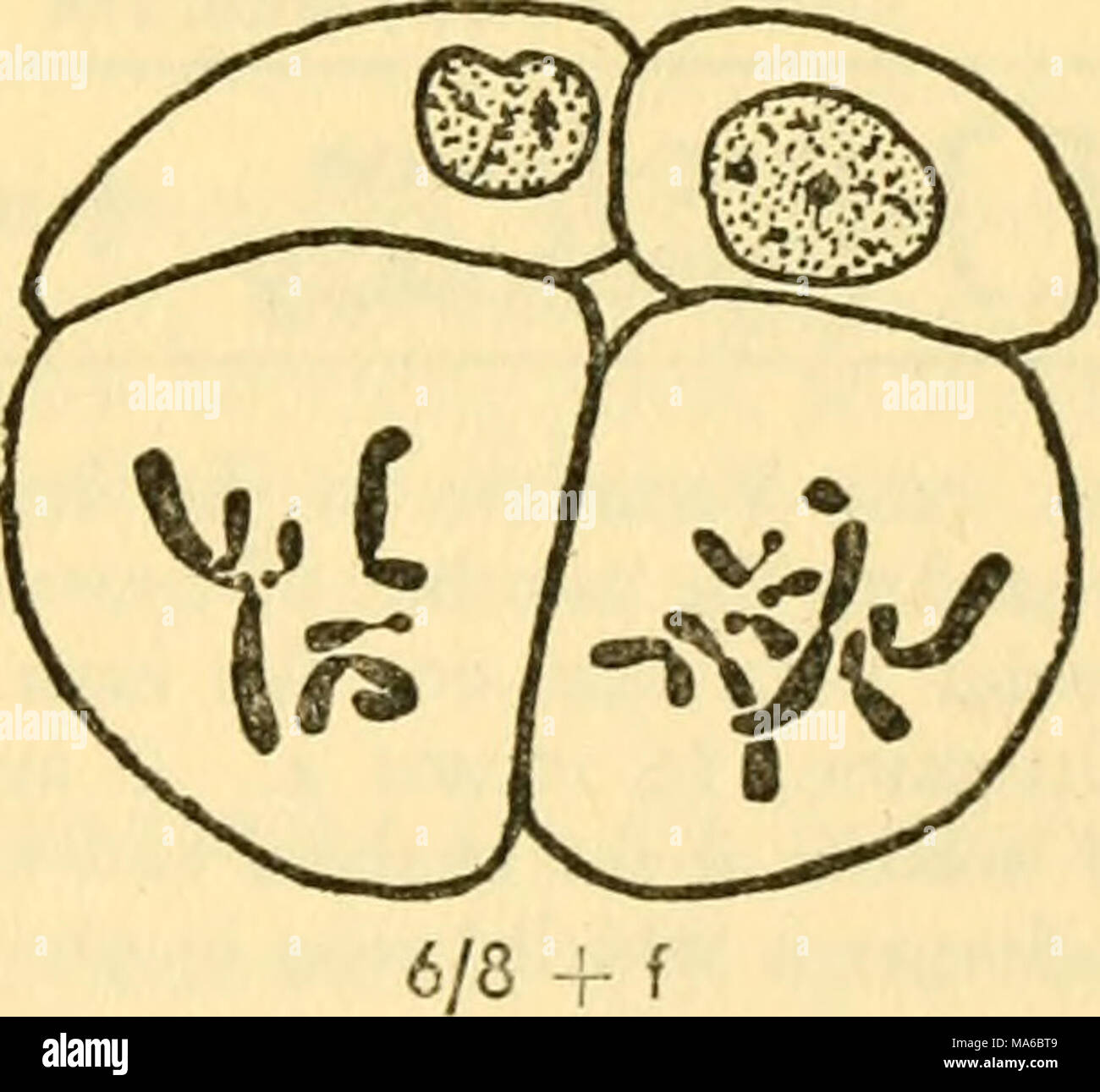 . The elements of genetics Stock Photo - Alamy