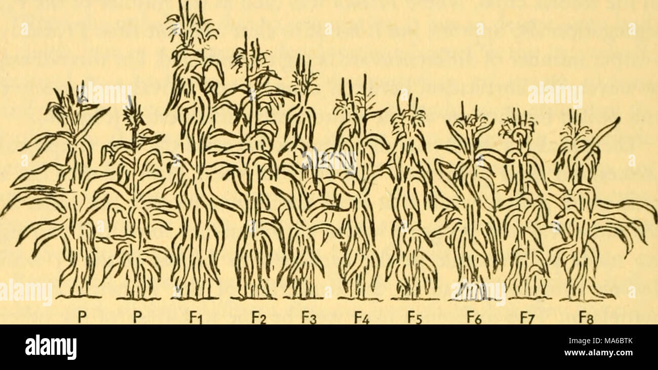 . The elements of genetics Stock Photo - Alamy