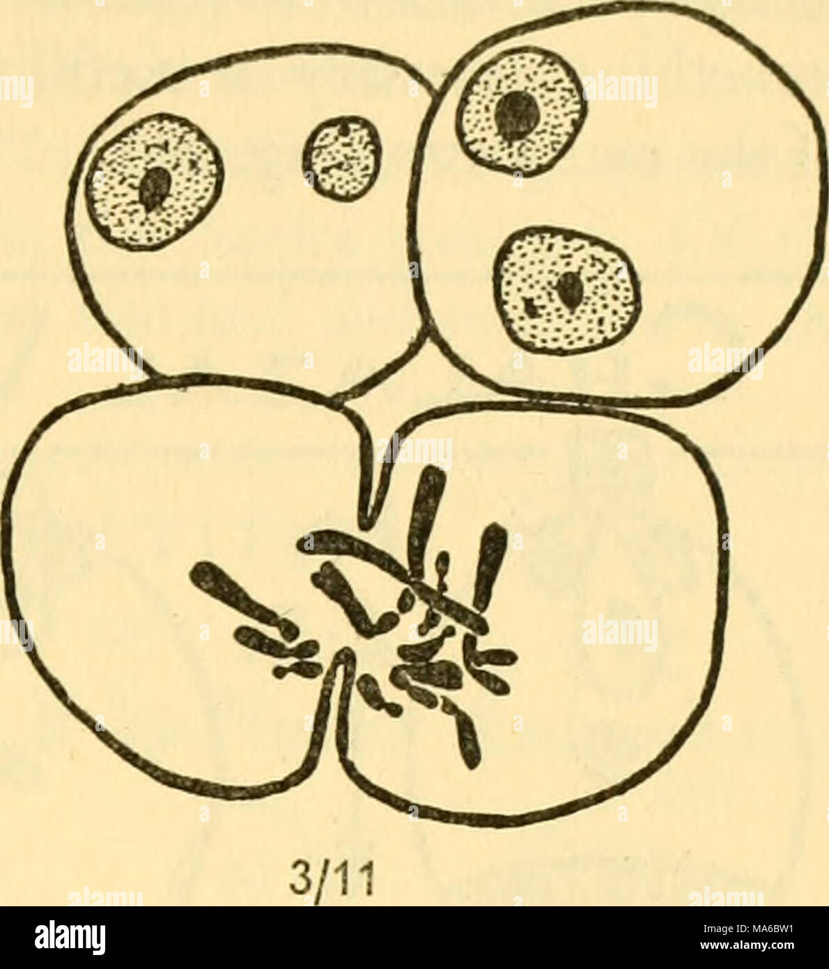 . The elements of genetics Stock Photo - Alamy