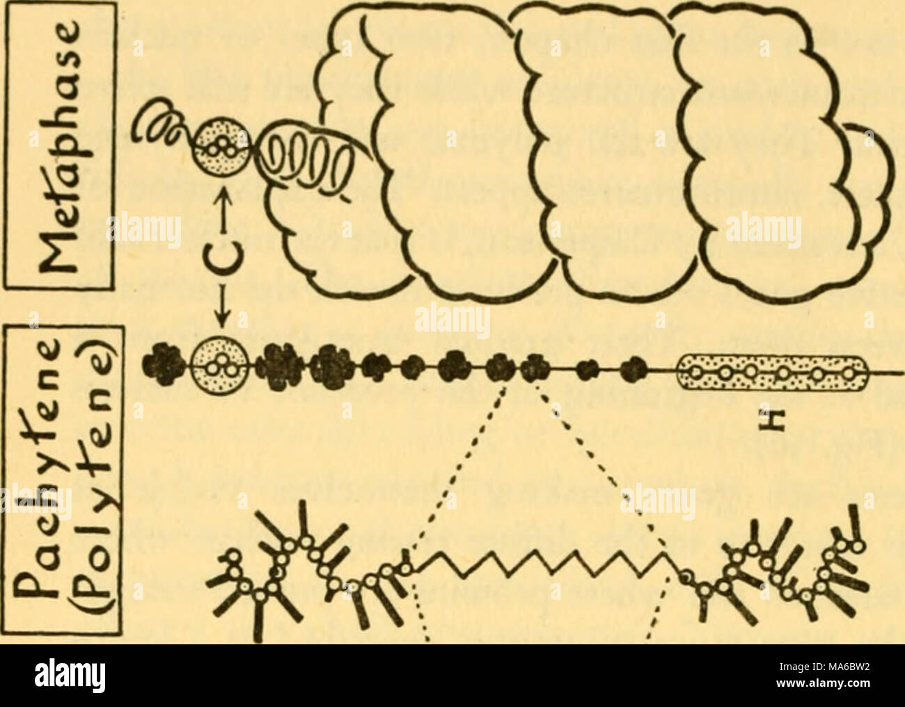 . The elements of genetics Stock Photo - Alamy