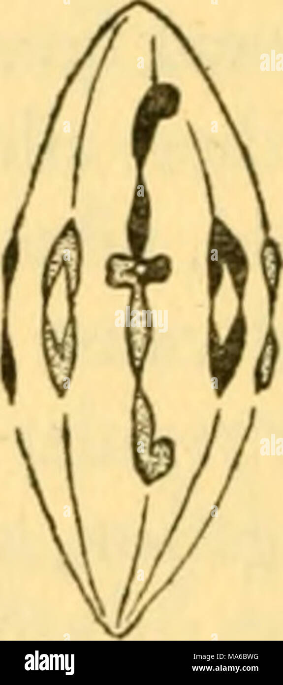 . The elements of genetics Stock Photo - Alamy