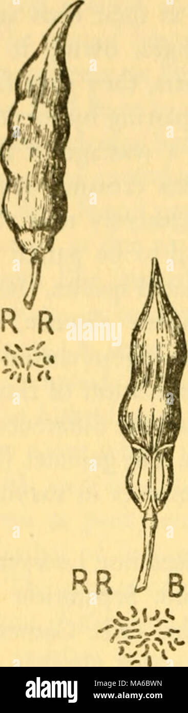 . The elements of genetics Stock Photo - Alamy