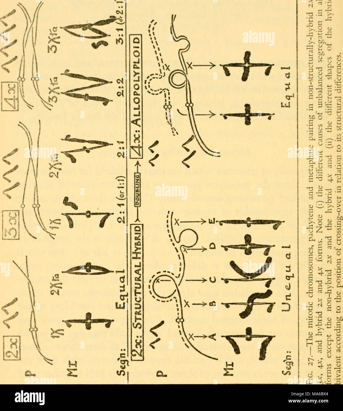. The elements of genetics Stock Photo - Alamy