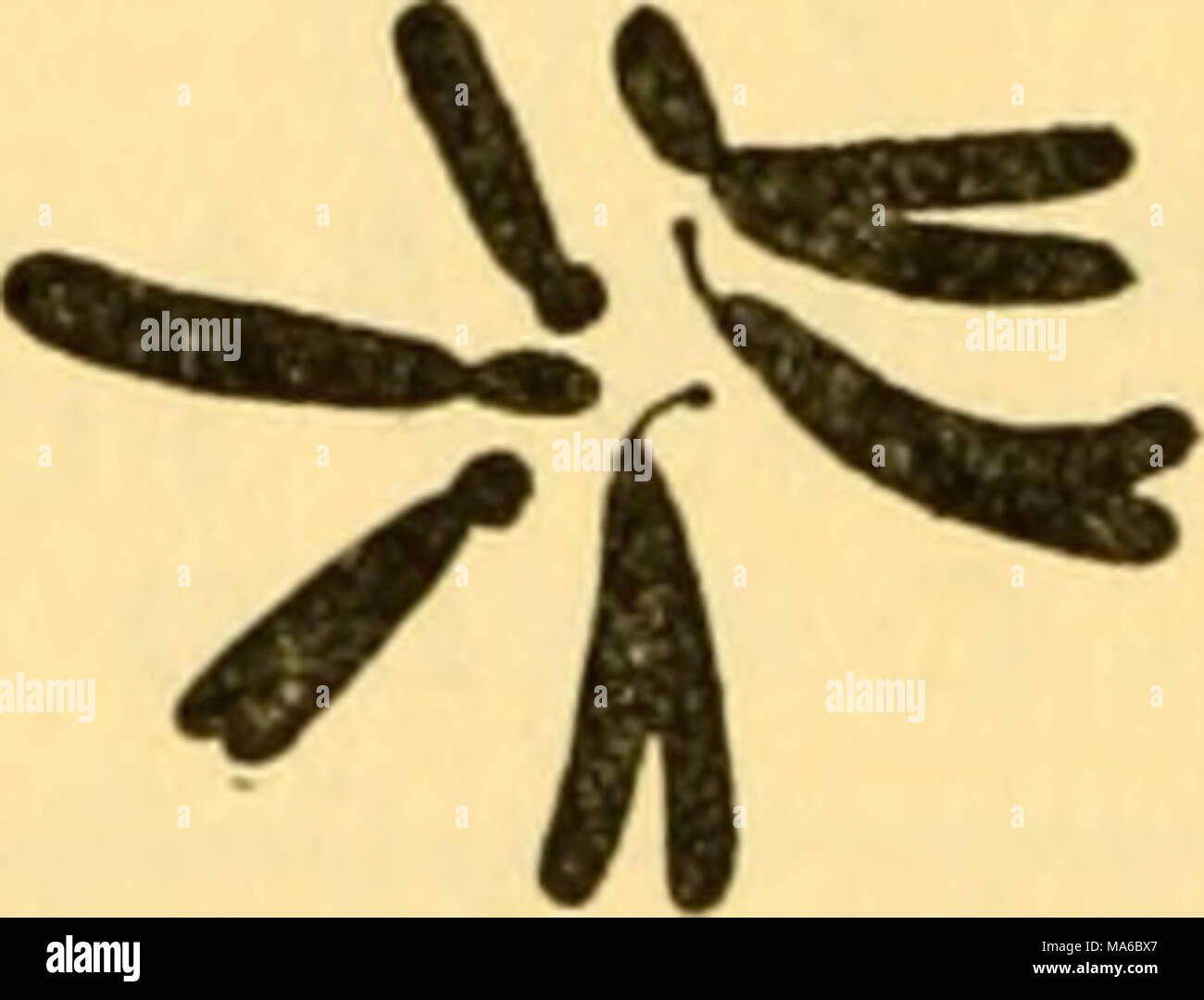 . The elements of genetics Stock Photo - Alamy