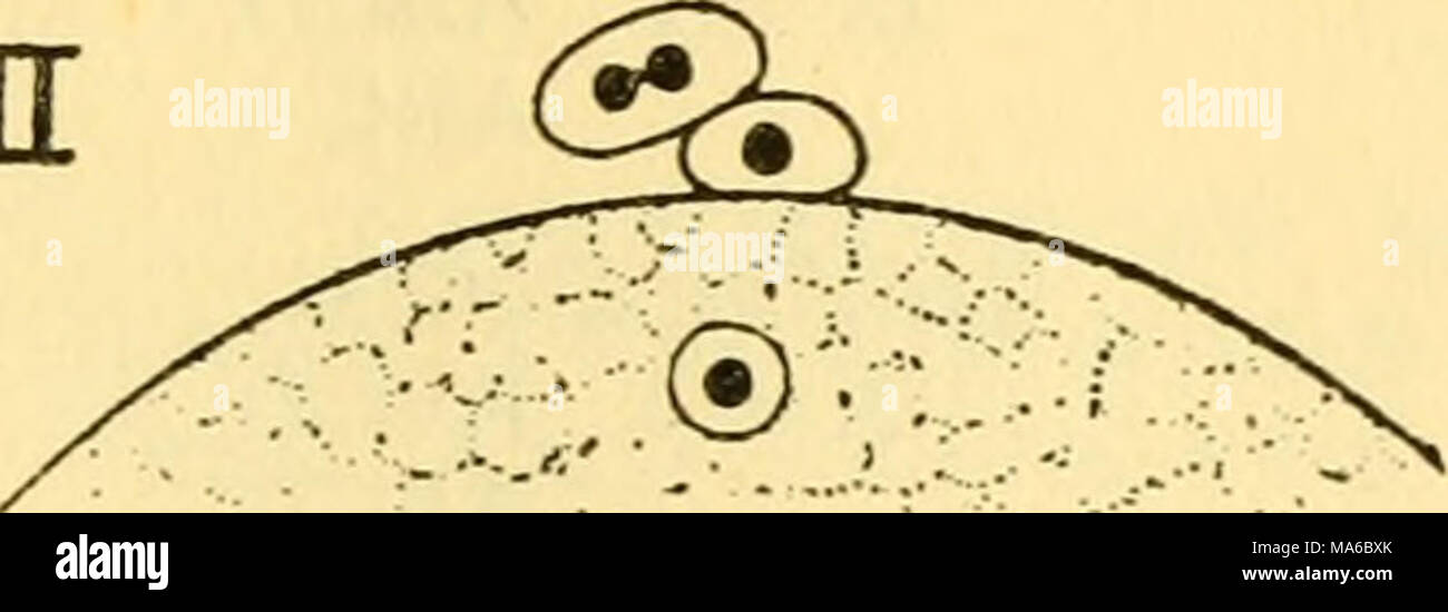 . The elements of genetics Stock Photo - Alamy