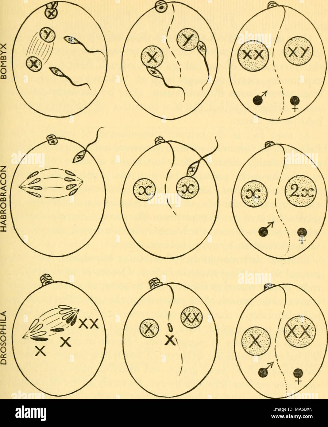 . The elements of genetics Stock Photo - Alamy