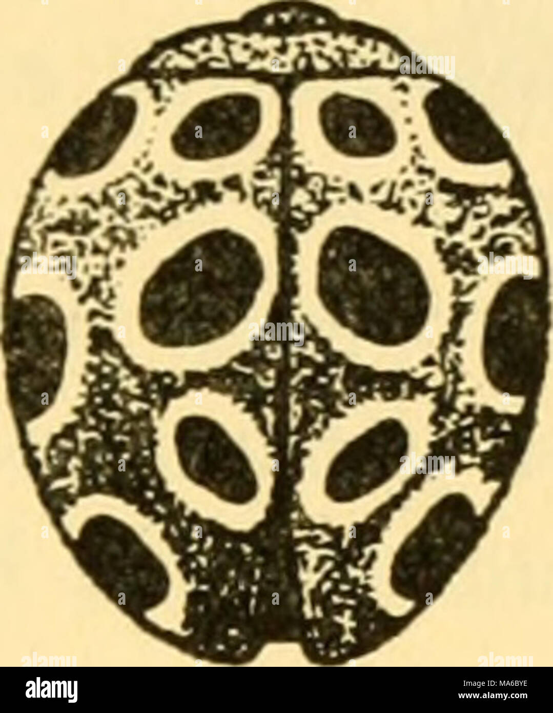 . The elements of genetics Stock Photo - Alamy