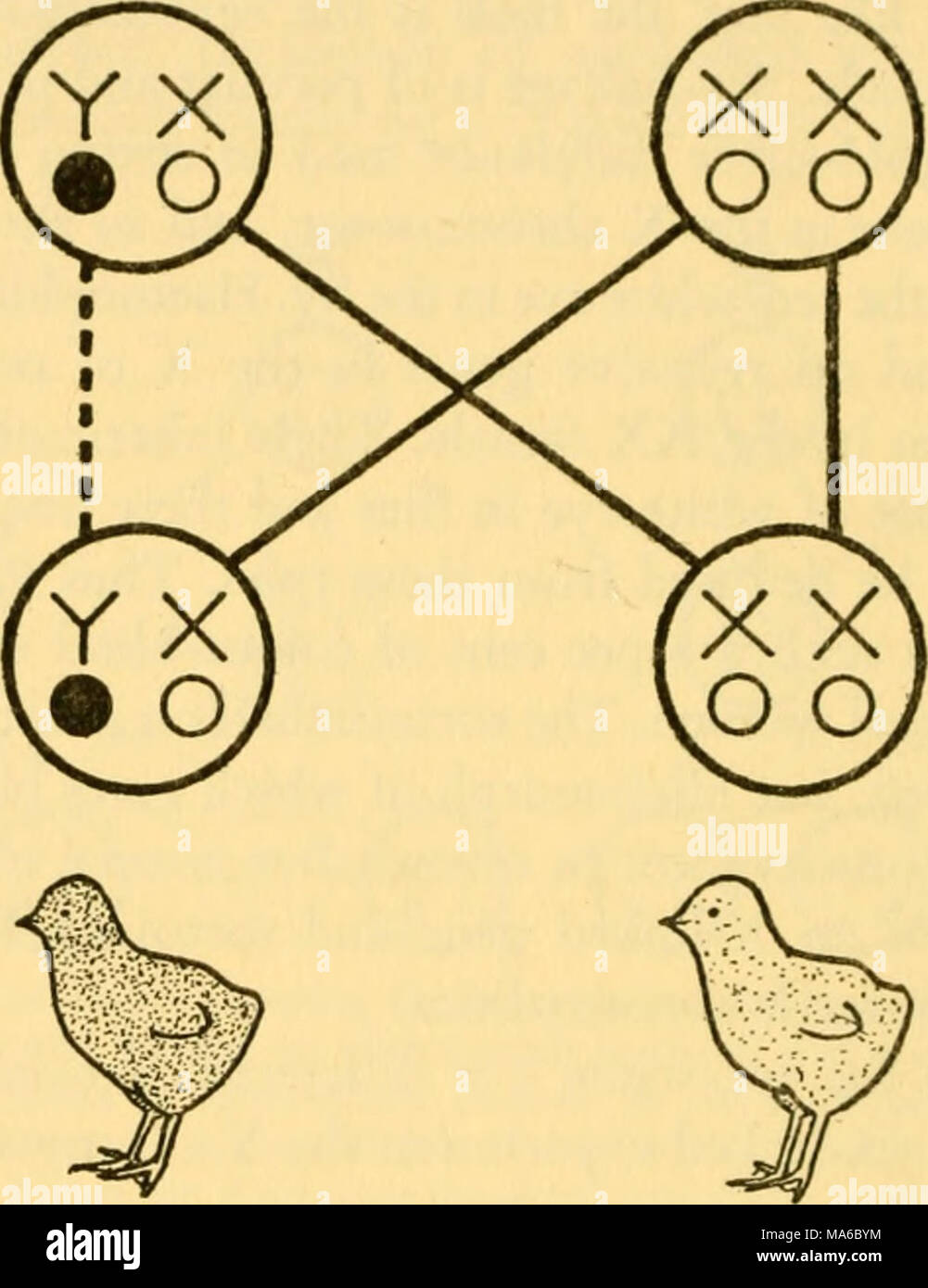 . The elements of genetics Stock Photo - Alamy
