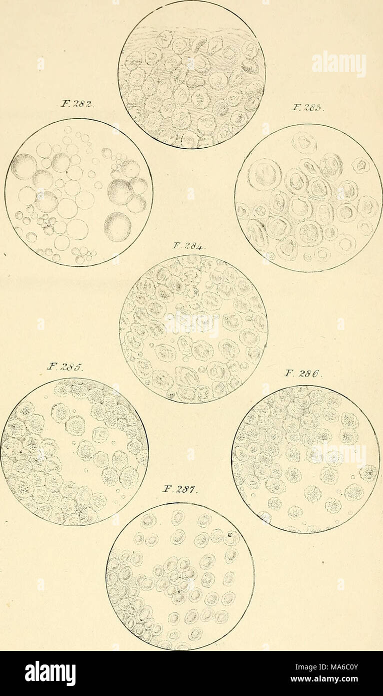 . Elements of the general and minute anatomy of man and the mammalia ...