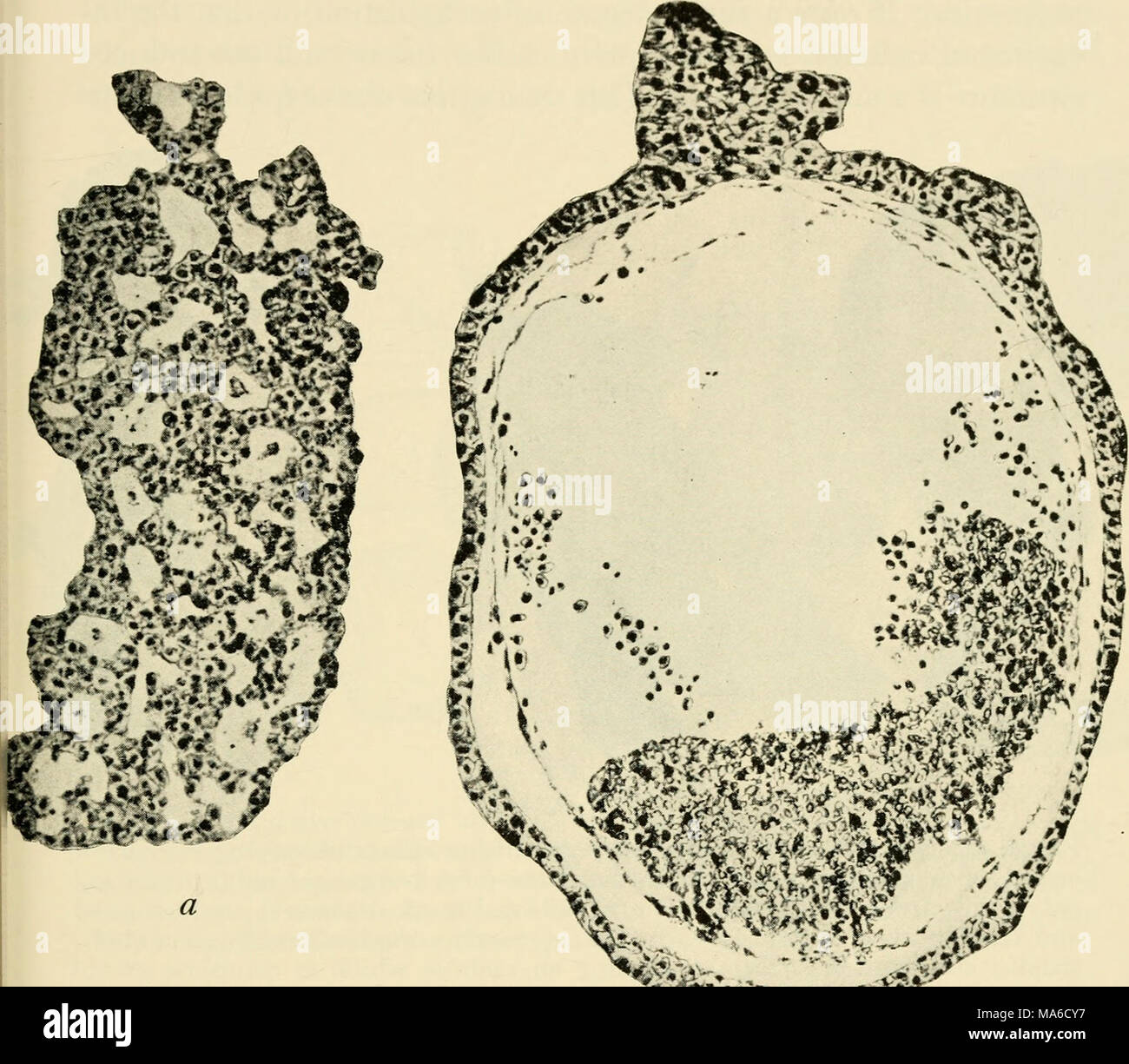 . The elements of experimental embryology Stock Photo - Alamy