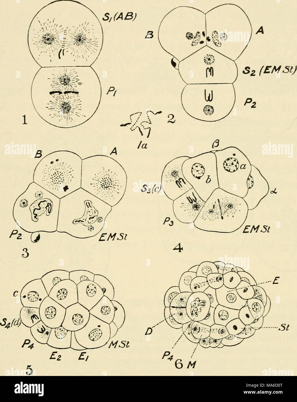 . The elements of experimental embryology Stock Photo - Alamy
