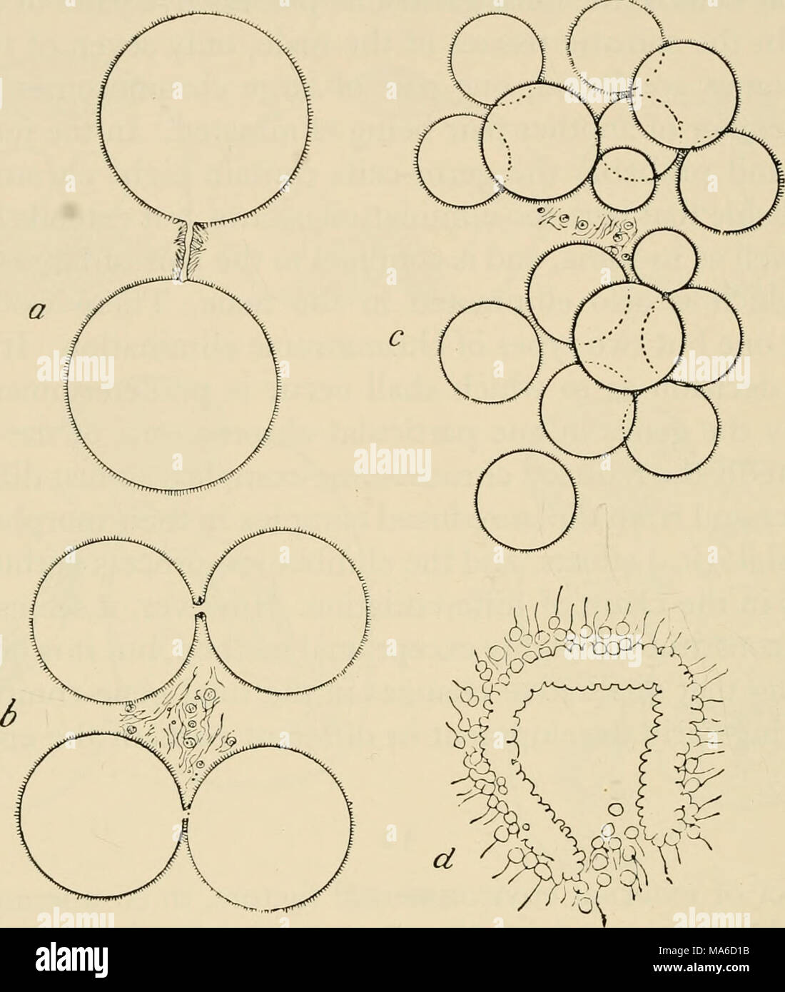 . The elements of experimental embryology Stock Photo - Alamy