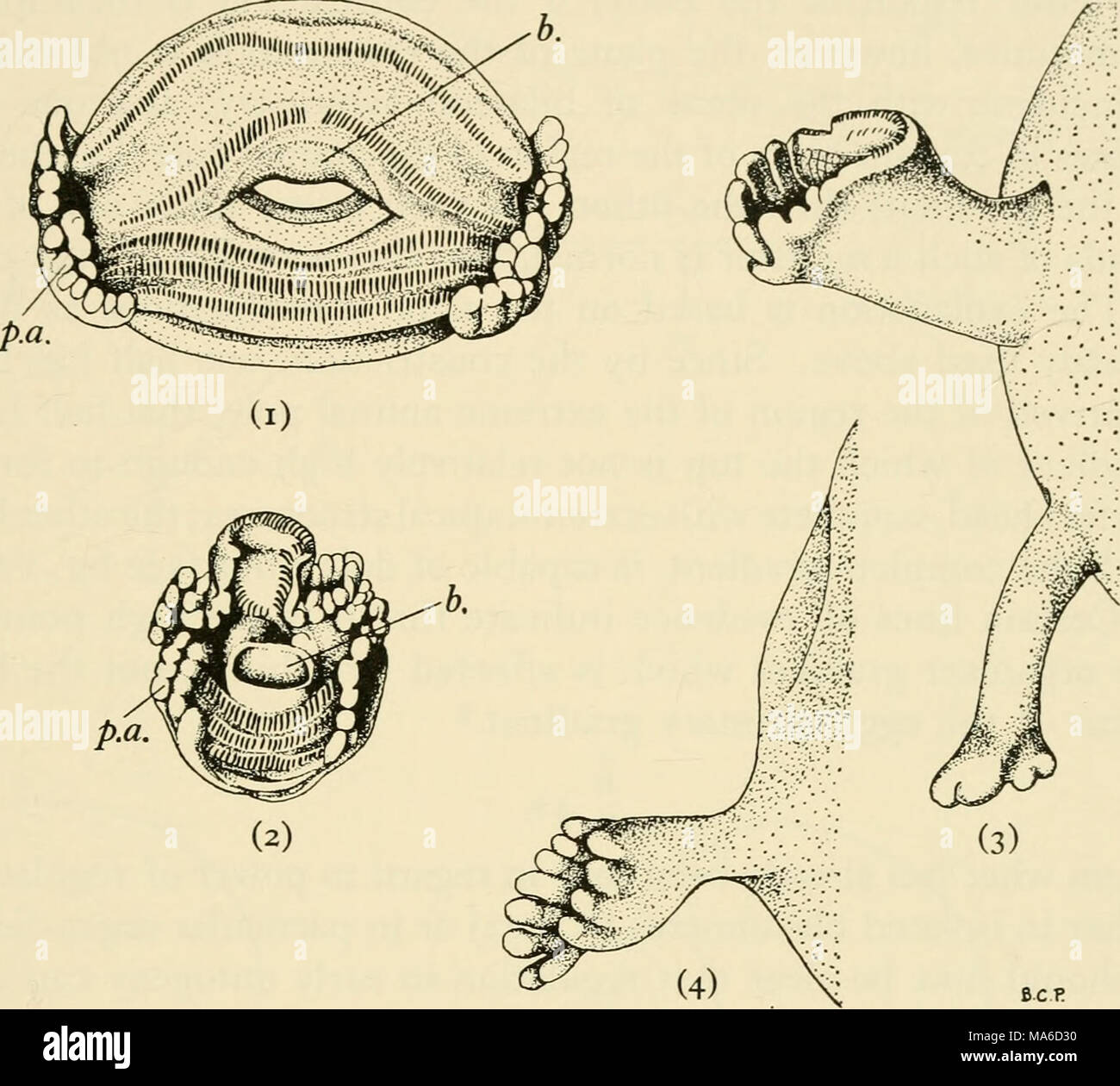 . The elements of experimental embryology Stock Photo - Alamy