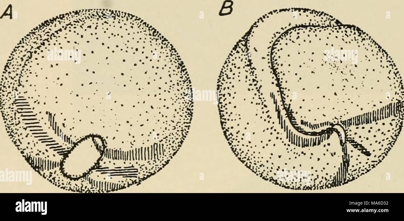 . The elements of experimental embryology Stock Photo - Alamy