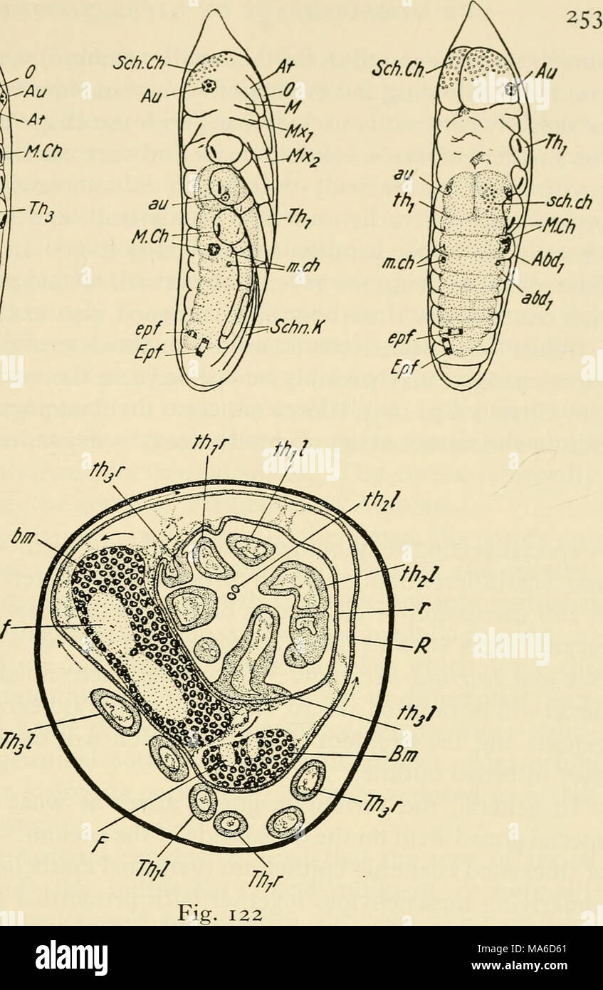 . The elements of experimental embryology Stock Photo - Alamy