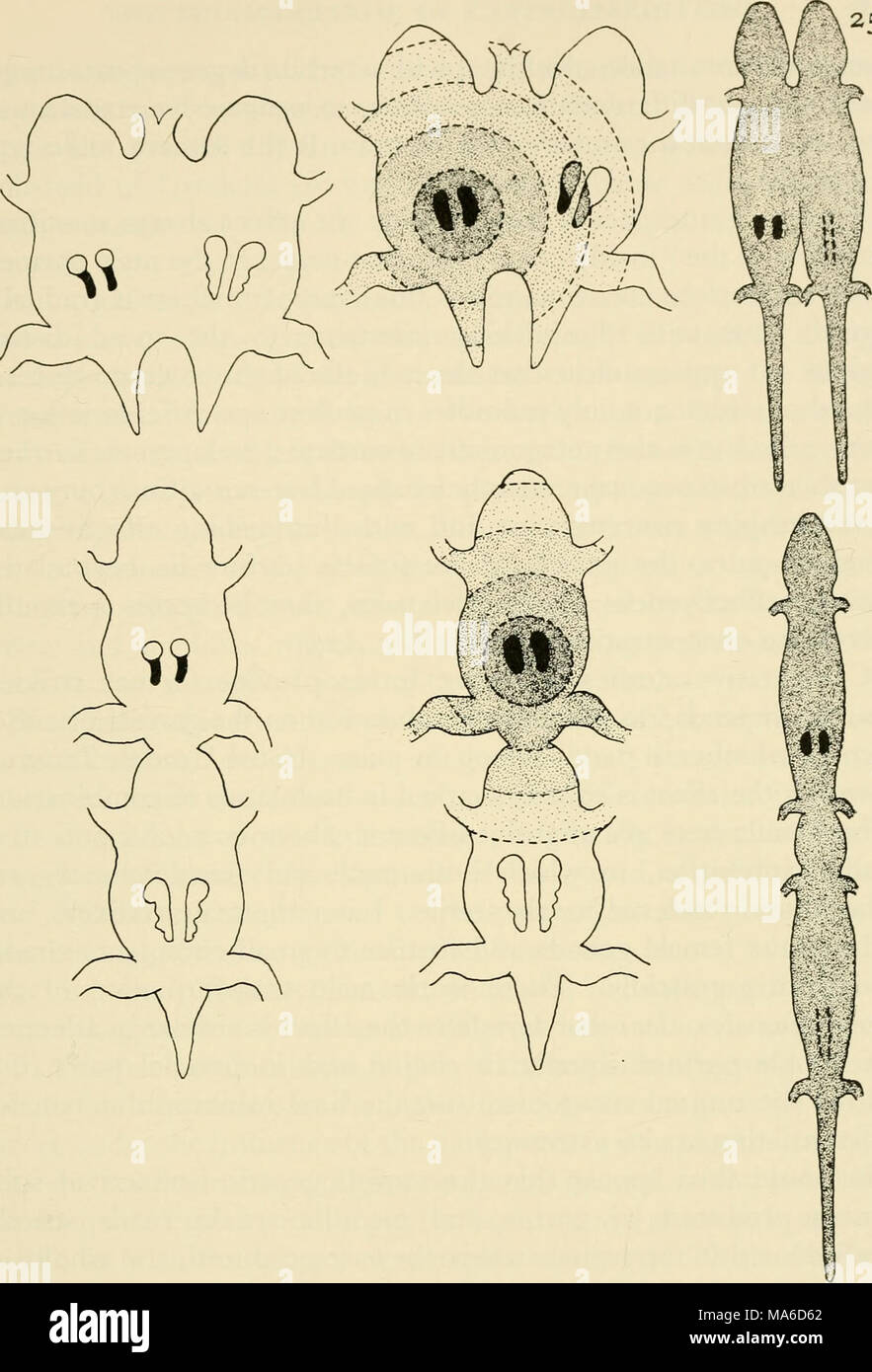 . The elements of experimental embryology Stock Photo - Alamy