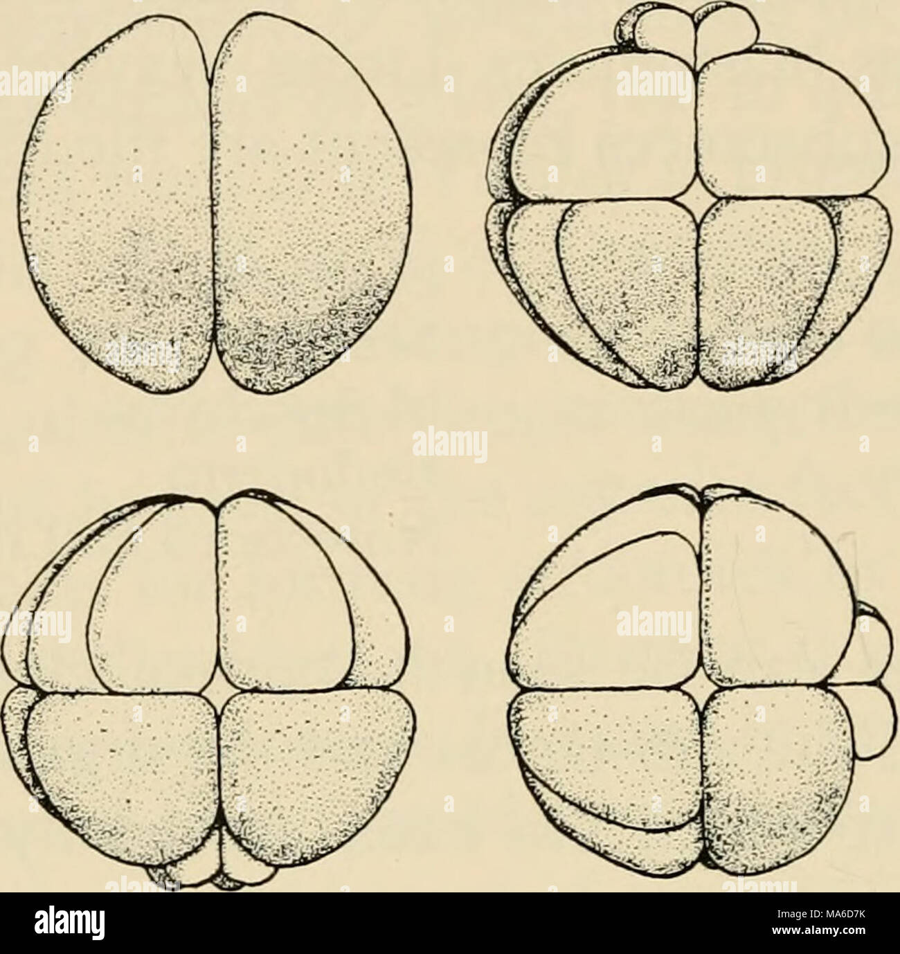 . The elements of experimental embryology Stock Photo - Alamy