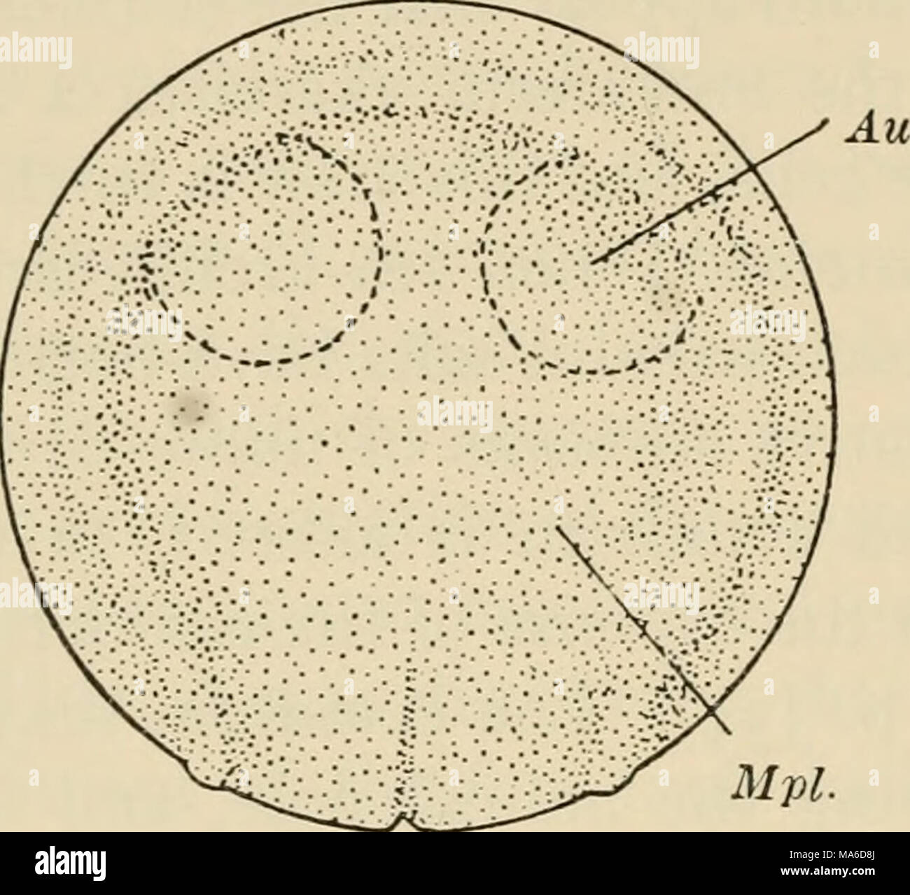. The elements of experimental embryology Stock Photo - Alamy