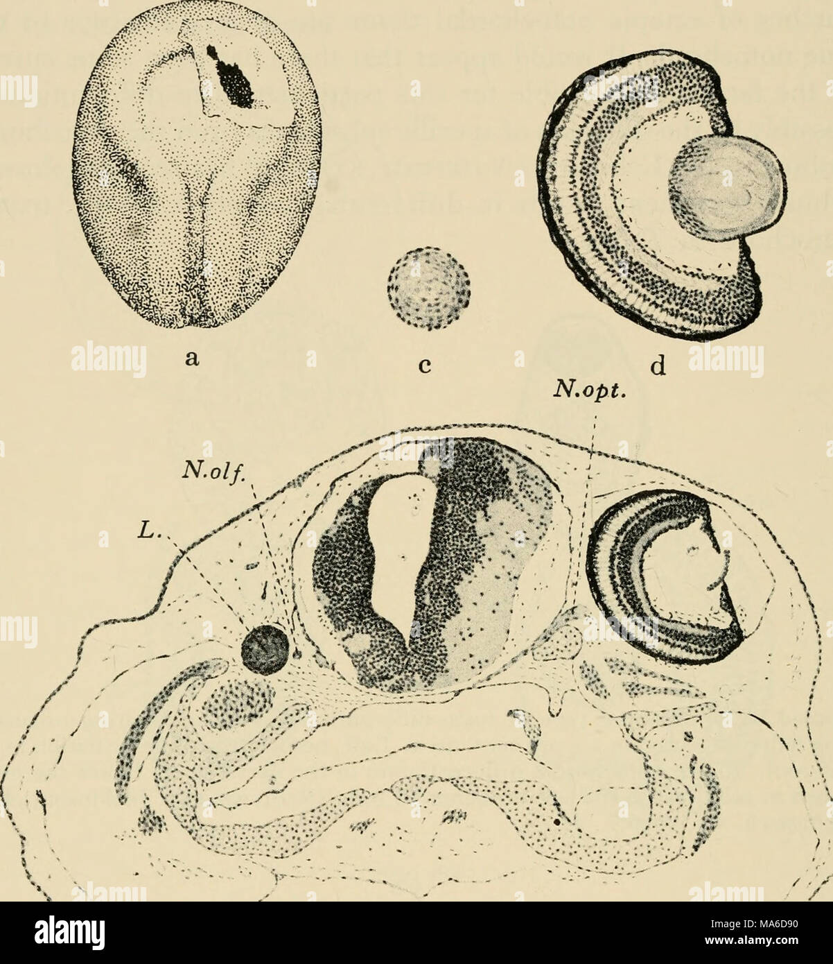 . The elements of experimental embryology Stock Photo - Alamy