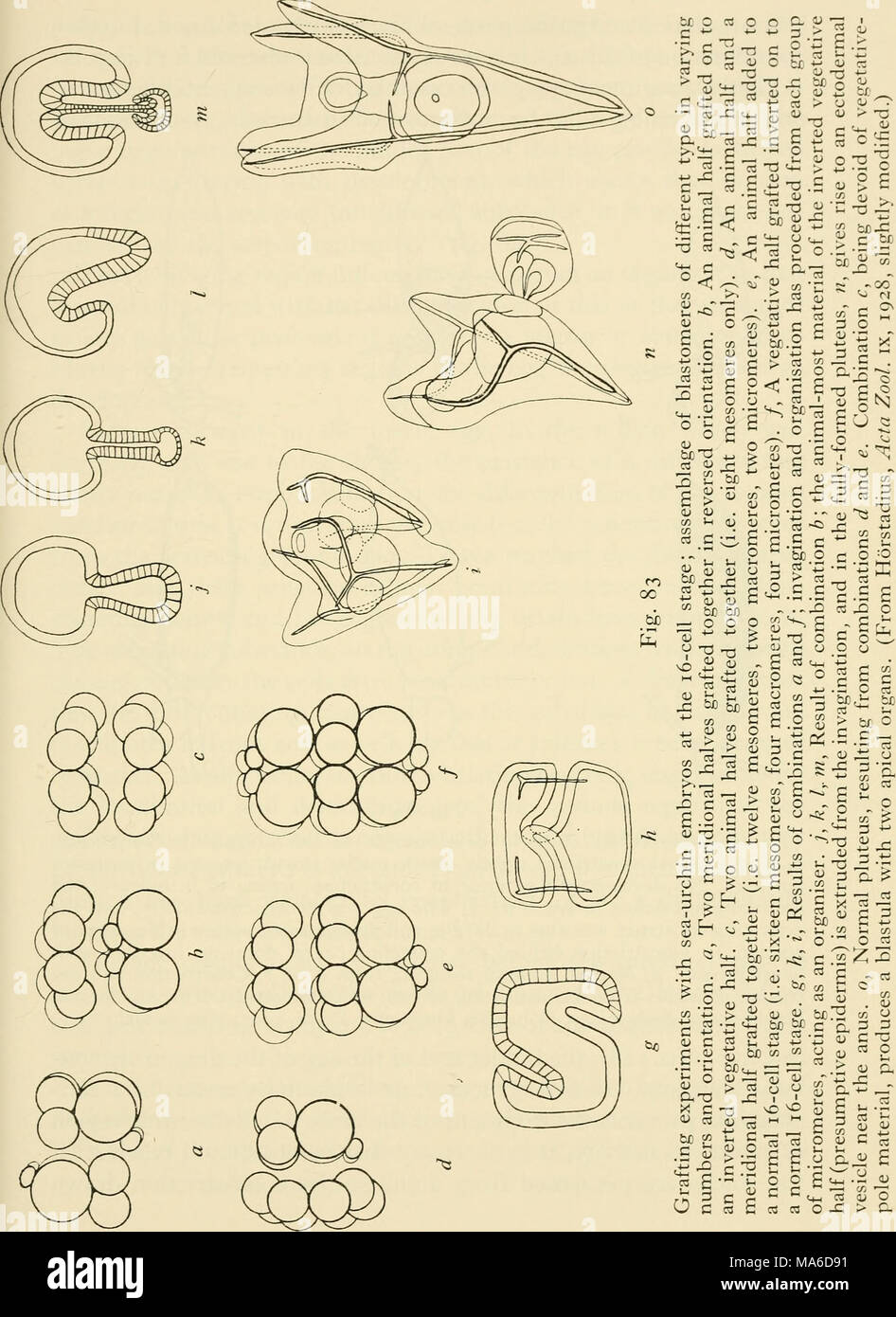 . The elements of experimental embryology Stock Photo - Alamy