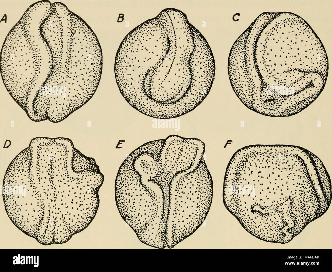 . The elements of experimental embryology Stock Photo - Alamy